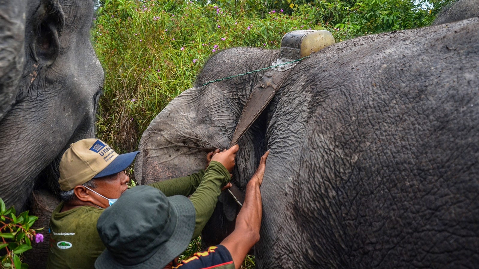 Surveillance tech is helping to save wild elephants - Rest of World