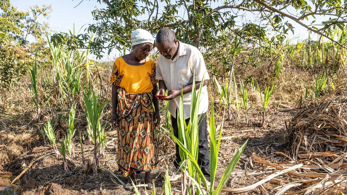 Ulangizi AI helps farmers in Malawi with advice about pests, drought ...